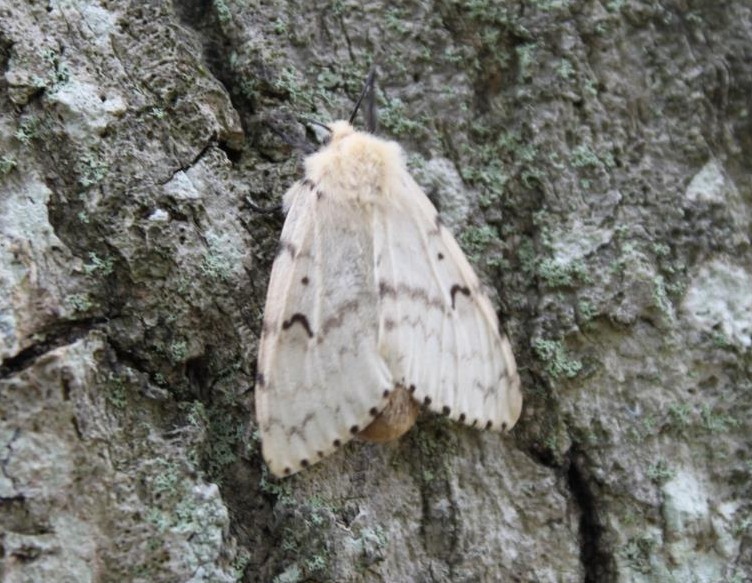Gypsy moth | CT Mirror