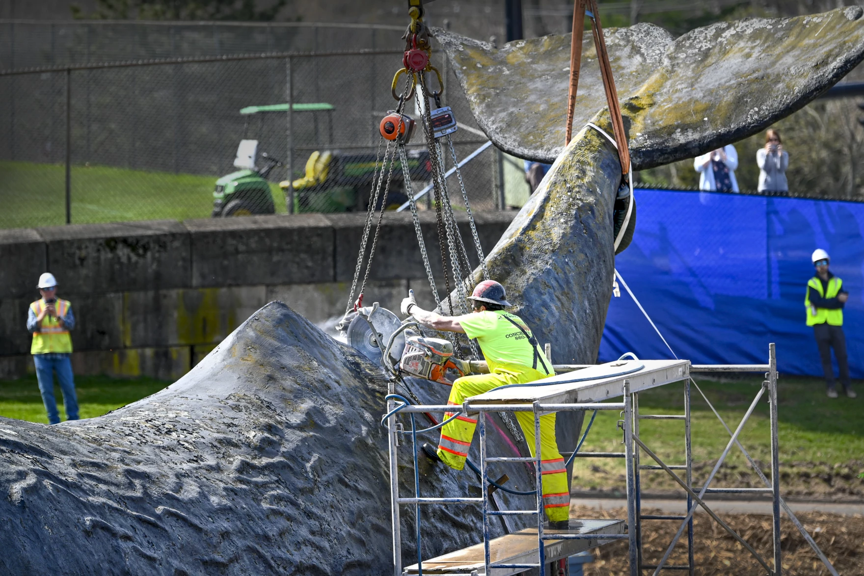 Nearly $40K slated to preserve tail of CT's Conny the Whale