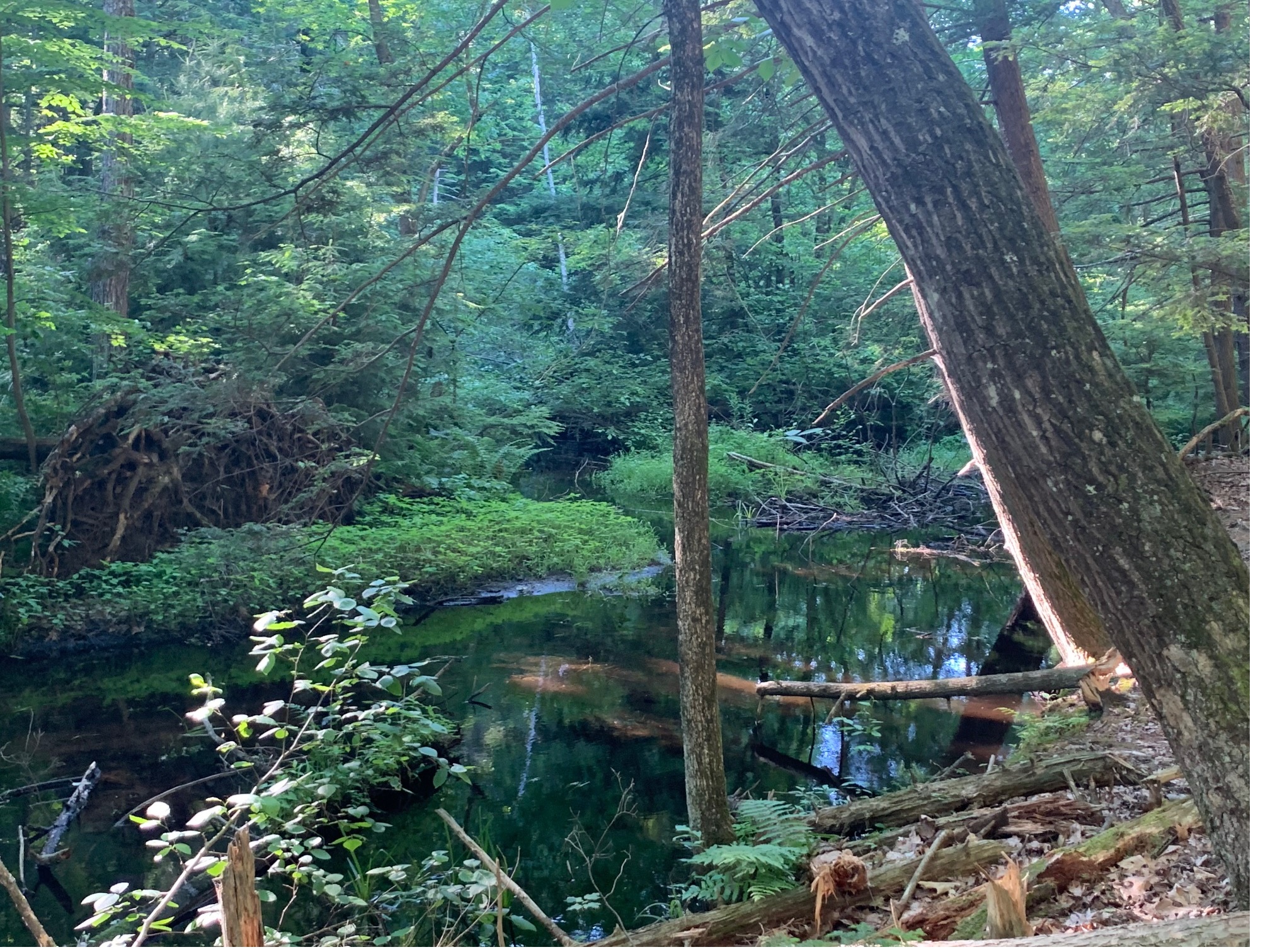Opinion: CT's Green Plan must preserve our 'wildlands'