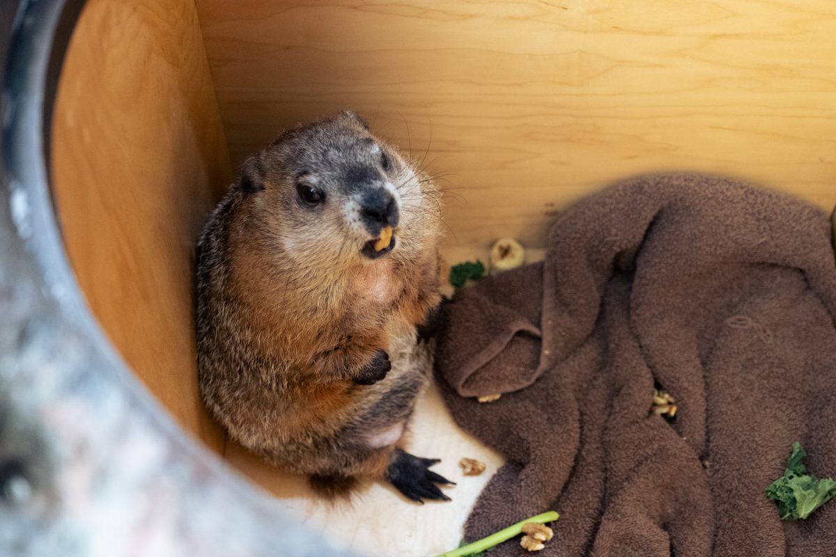 How accurate are Connecticut's Groundhog Day predictions? Very