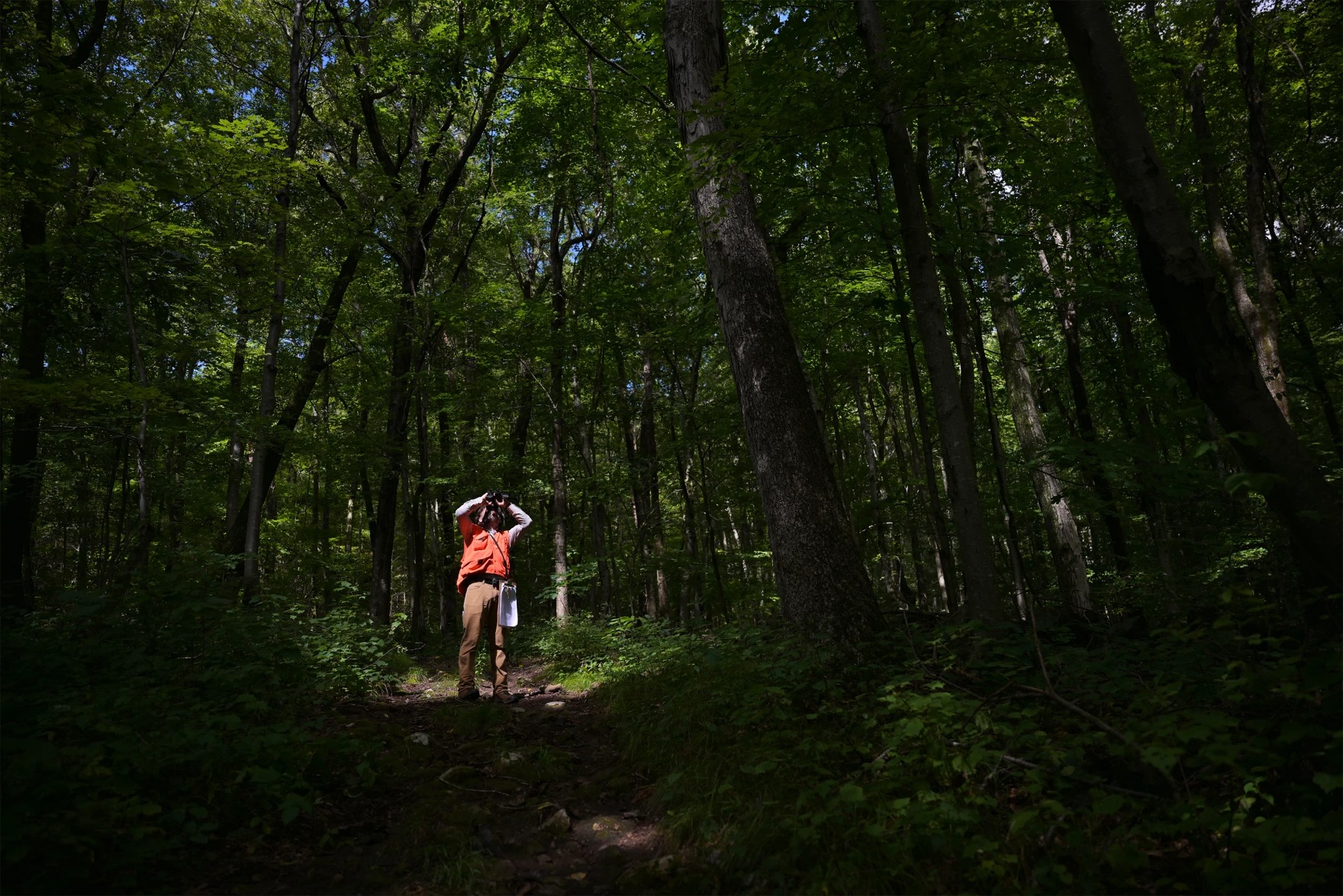Annual acorn count helps take pulse of CT's forests