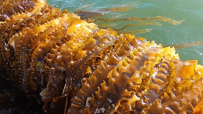 CT farmers grow sugar kelp in Long Island Sound; hit new markets