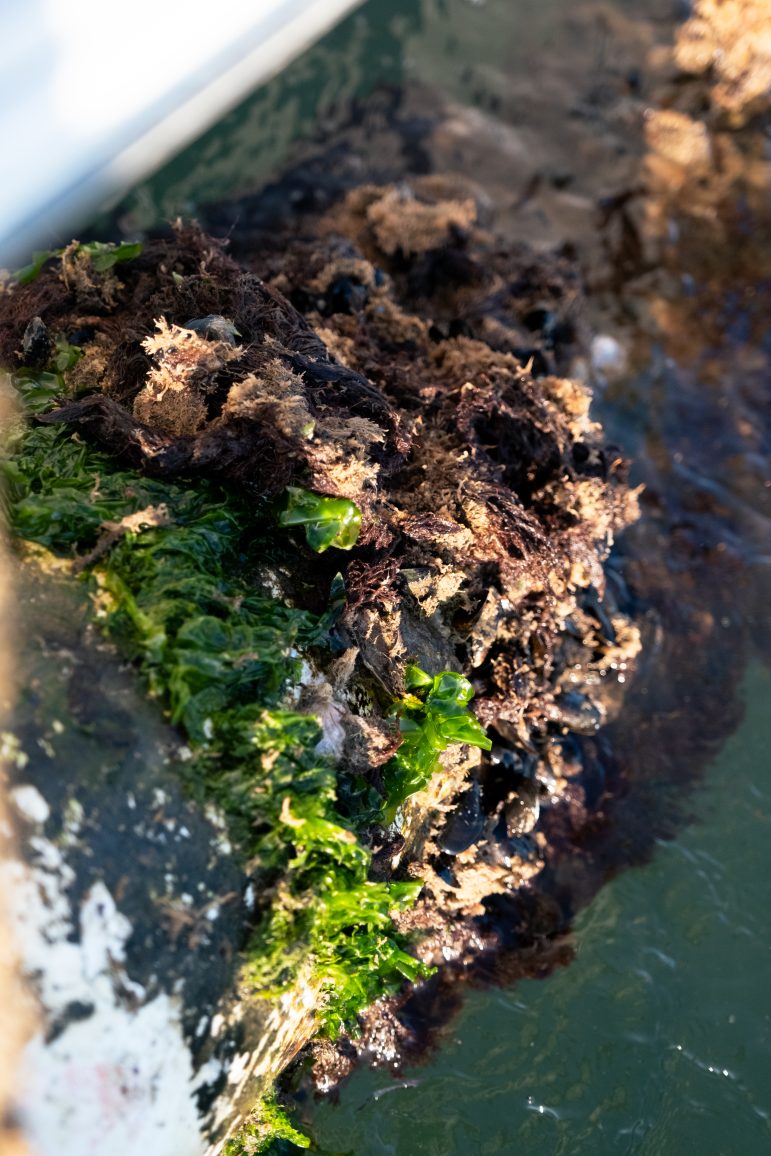 CT farmers grow sugar kelp in Long Island Sound; hit new markets